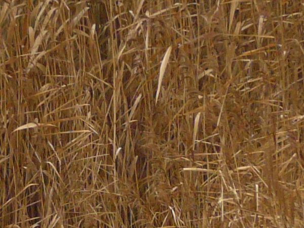 tall grass texture 0003 - Texturelib